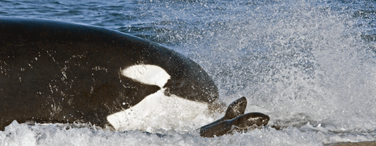 Orque -attaque-Patagonie-Valdez | 80 Jours Voyages - Voyages Volcans